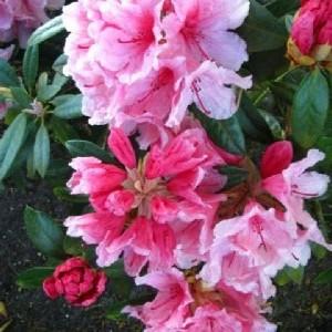 Rhododendron 'Doc' in the Rhododendrons Database - Garden.org