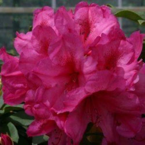 Rhododendron 'Van' in the Rhododendrons Database - Garden.org