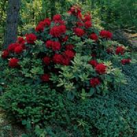 Photo of the entire plant of Rhododendron 'Firestorm' posted by Joy ...