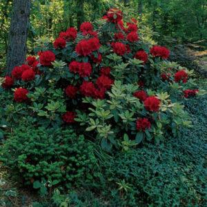 Photo of the entire plant of Rhododendron 'Firestorm' posted by Joy ...