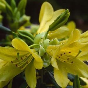 Rhododendron 'Goldstrike' in the Rhododendrons Database - Garden.org