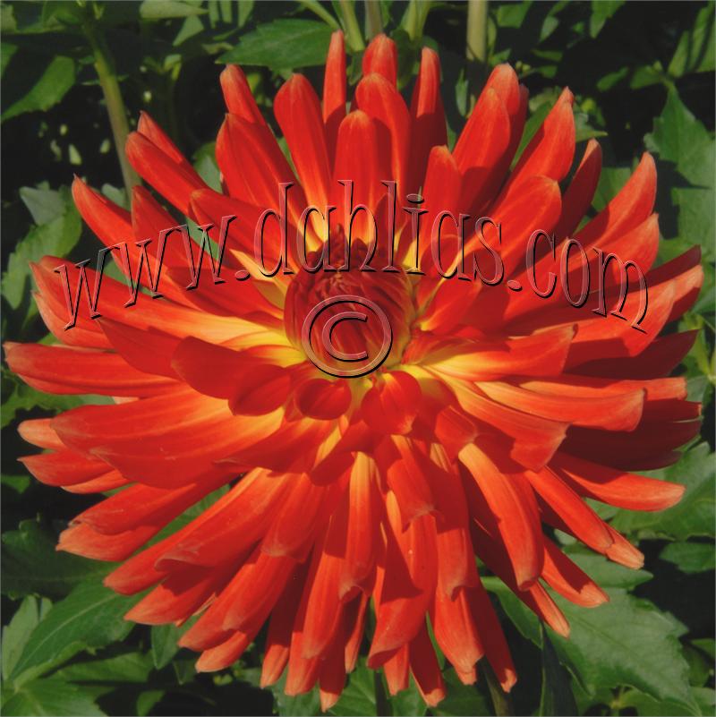 Dahlia 'Brandon J' in the Dahlias Database - Garden.org