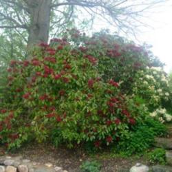 Rhododendron 'Dark Lord' in the Rhododendrons Database - Garden.org