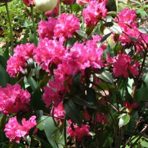 Rhododendron 'Landmark' in the Rhododendrons Database - Garden.org