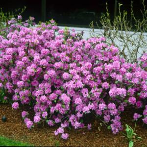 Photo of the entire plant of Rhododendron 'Weston’s Aglo' posted by Joy ...