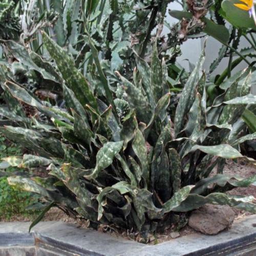 Snake Plant (Dracaena pethera) - Garden.org