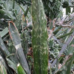 Snake Plant (Dracaena pethera) - Garden.org