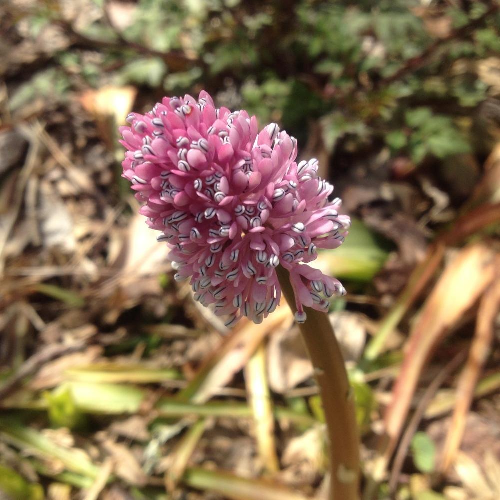 Photo of the bloom of Swamp Pink (Helonias bullata) posted by csandt ...