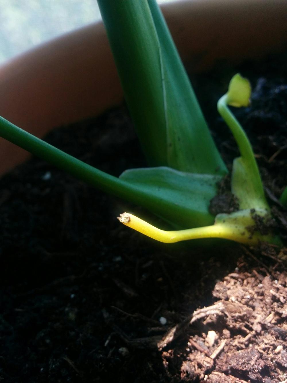 yellowing in stem of split leaf philodendron in the Houseplants forum ...