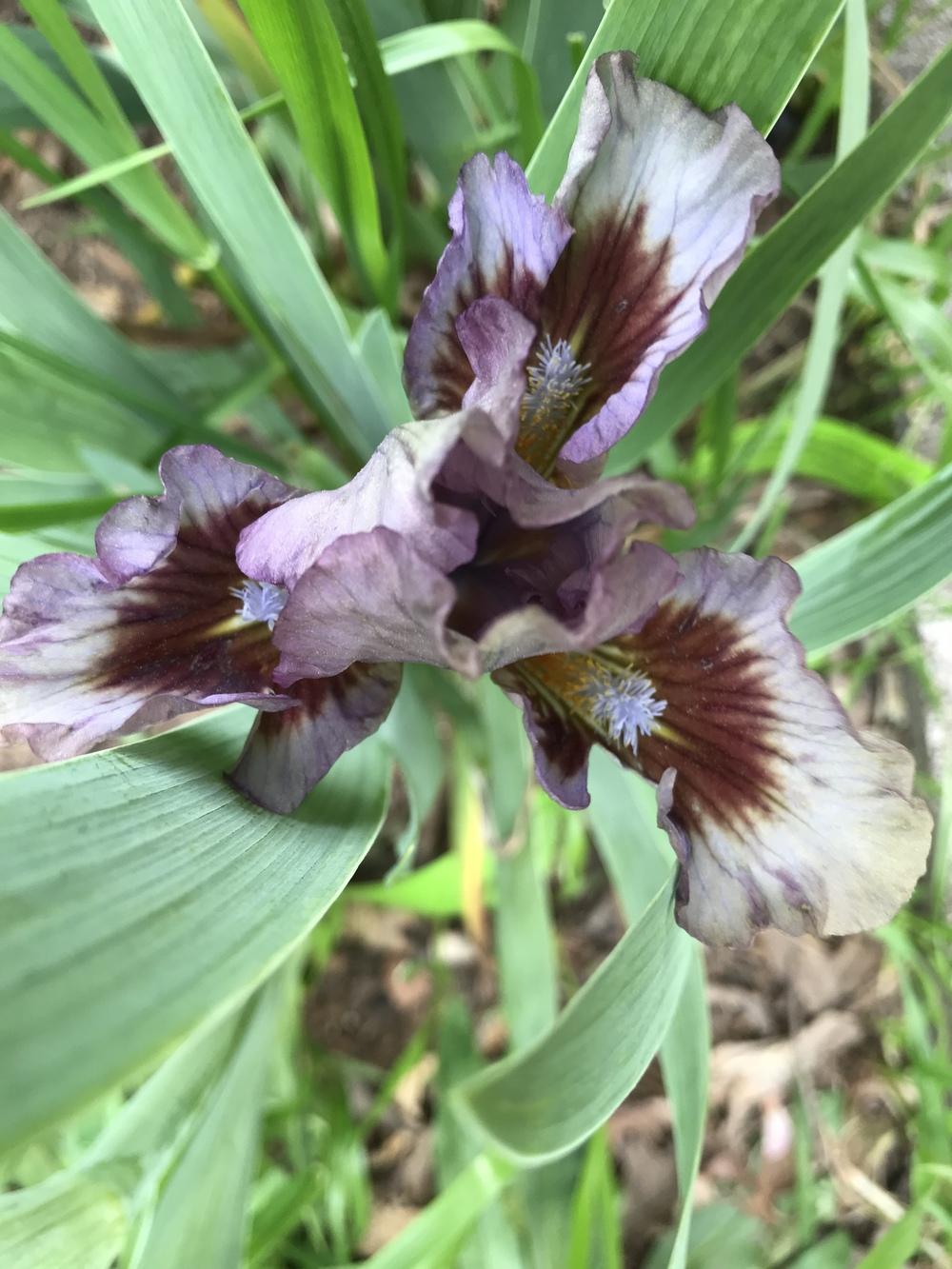 Mary's Garden 2018 in the Irises forum - Garden.org
