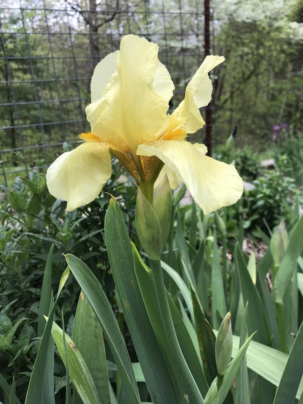 Mary's Garden 2018 in the Irises forum - Garden.org