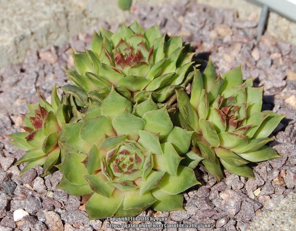 Sempervivum: Plant Care and Collection of Varieties - Garden.org
