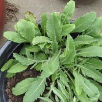 Photo of the seedling or young plant of Yellow Scabiosa (Scabiosa ...