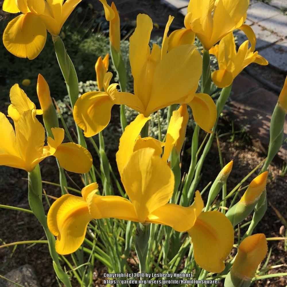 Dutch Iris (Iris 'Golden Giant') in the Irises Database - Garden.org