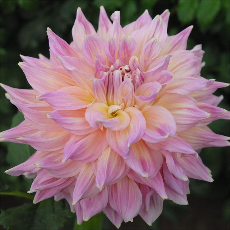 Dahlia 'Mingus Phillip Sr' in the Dahlias Database - Garden.org