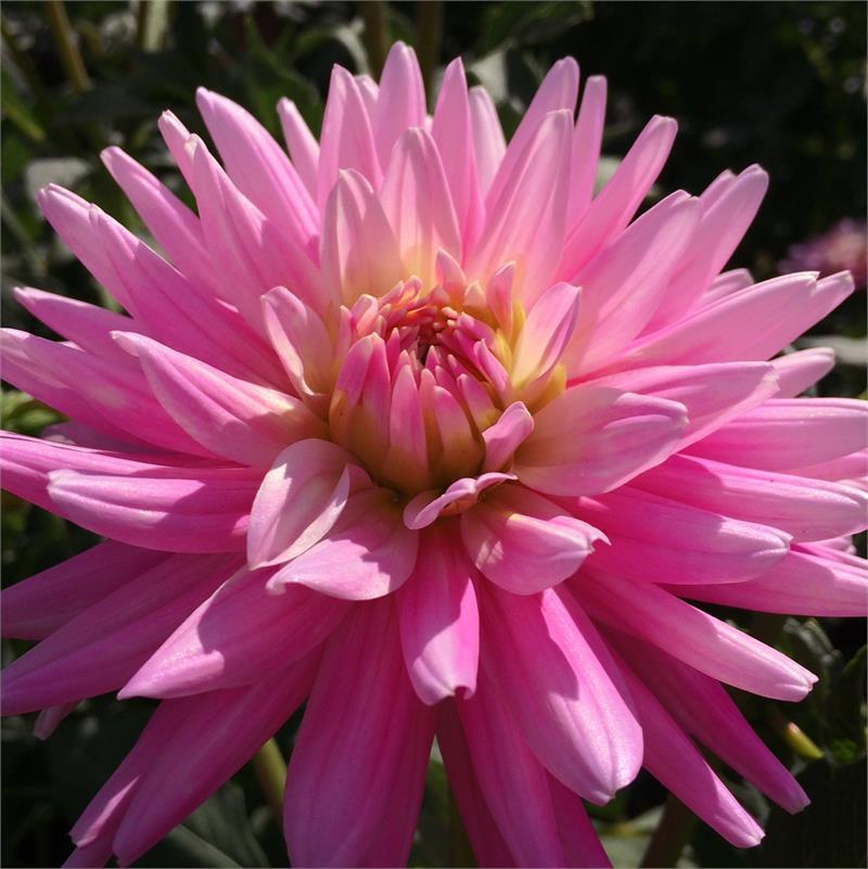 Dahlia 'Hokey Pokey' in the Dahlias Database - Garden.org