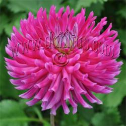 Dahlia 'Beep Beep' in the Dahlias Database - Garden.org