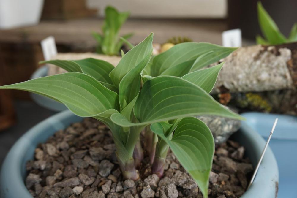 Hosta 'Baby Blue Eyes' in the Hostas Database - Garden.org