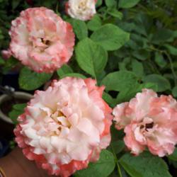 Rose (Rosa 'Delany Sisters') in the Roses Database - Garden.org