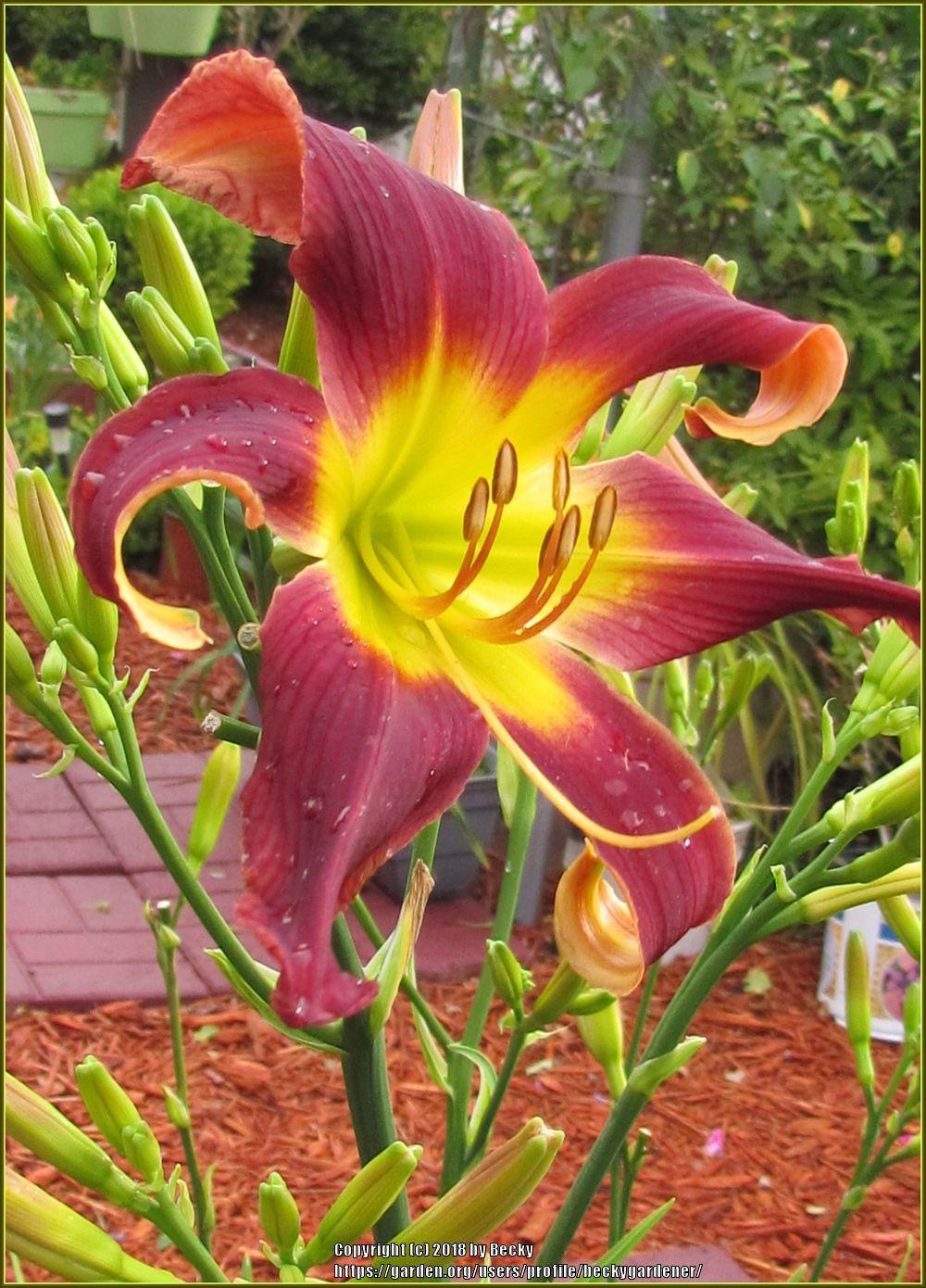 Daylilies forum→April 2018 Seedling Blooms - Garden.org