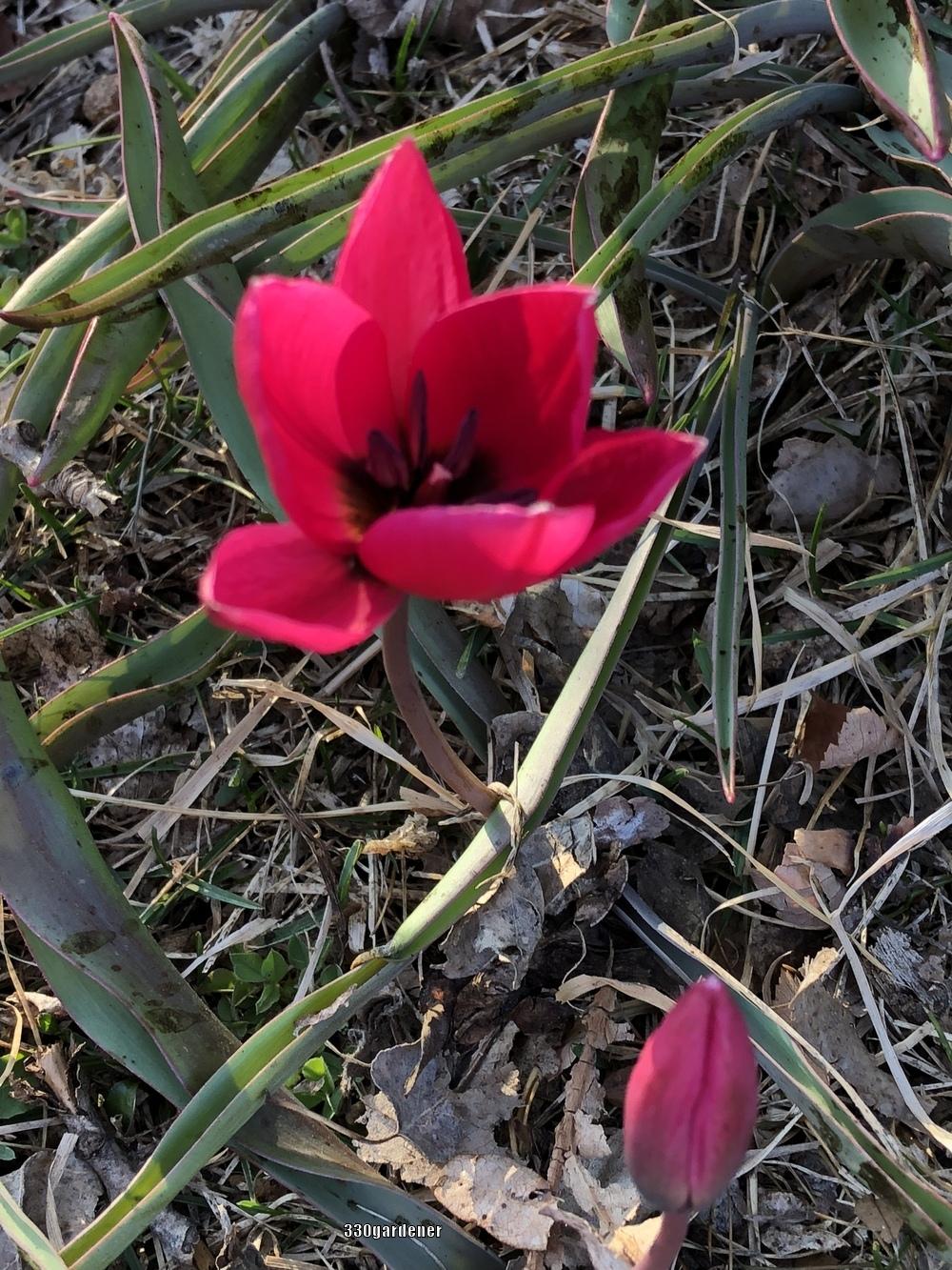Photo of the bloom of Species Tulip (Tulipa humilis var. violacea ...