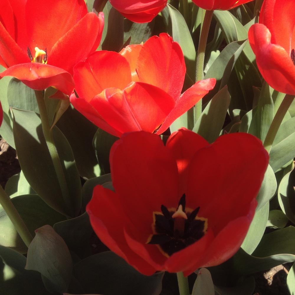 Photo of the bloom of Darwin Hybrid Tulip (Tulipa 'Parade') posted by ...