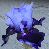 Photo of the bloom of Tall Bearded Iris (Iris 'Dangerous Mood') posted ...