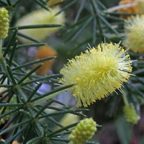 Prickly Moses (Acacia verticillata) - Garden.org