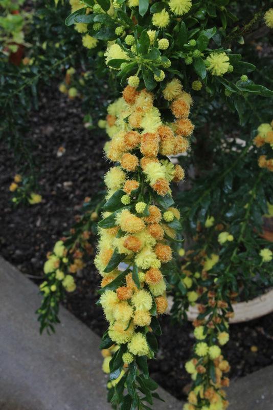Kangaroo Thorn (Acacia paradoxa) - Garden.org