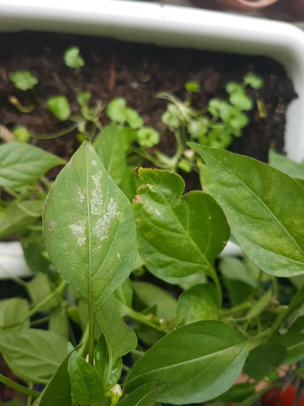 Help identifying a leaf infection in the Ask a Question forum - Garden.org