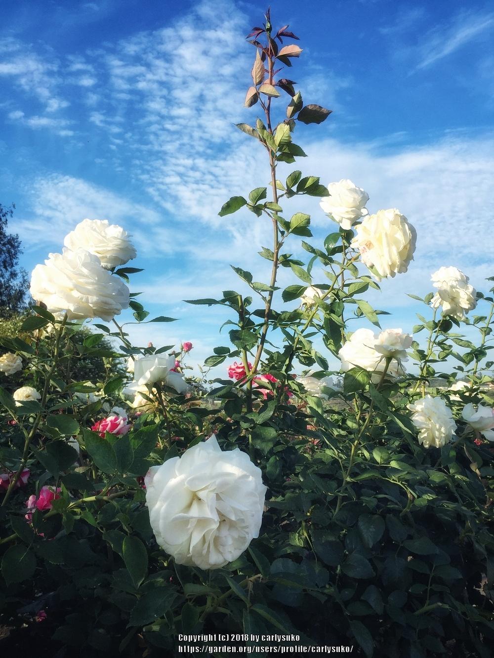 Photo of the entire plant of Rose (Rosa 'Sugar Moon') posted by ...