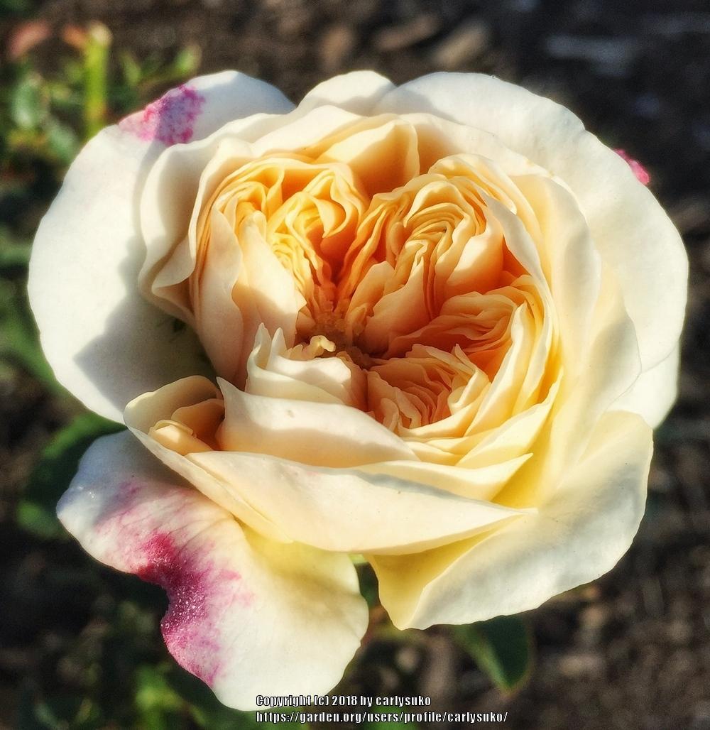 Photo of the bloom of Rose (Rosa 'Windermere') posted by carlysuko ...