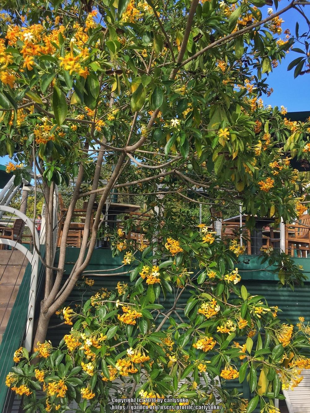 Photo of the entire plant of Perfume Flower Tree (Fagraea berteroana ...