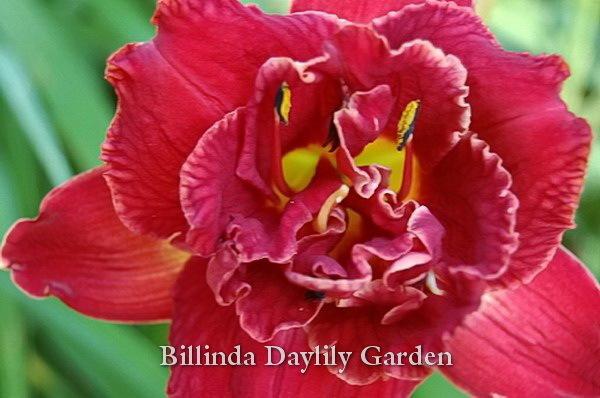Daylily (Hemerocallis 'Ruffles in Red') in the Daylilies Database ...
