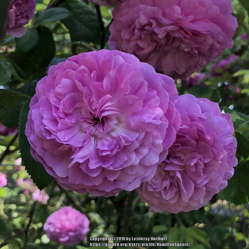 Rose (Rosa 'Shailer's Provence') in the Roses Database - Garden.org