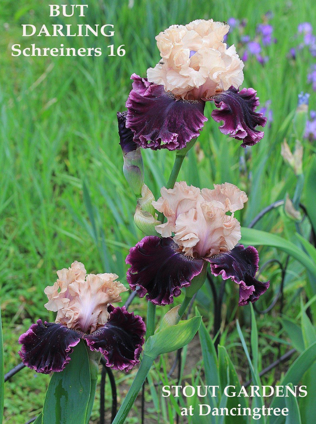 Photo of the bloom of Tall Bearded Iris (Iris 'But Darling') posted by ...