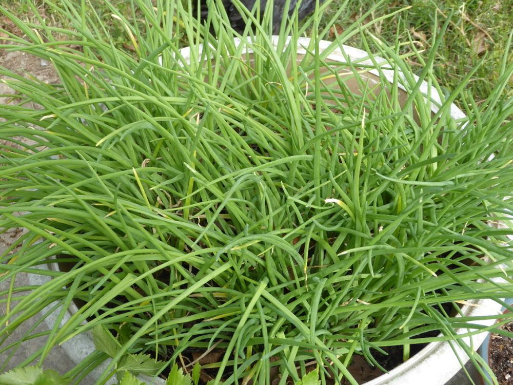 Shallot (Allium cepa 'Dutch Red') in the Onions Database - Garden.org