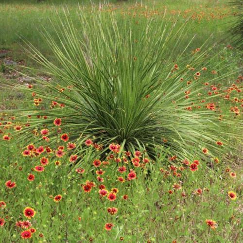 Smooth Sotol (Dasylirion leiophyllum) - Garden.org