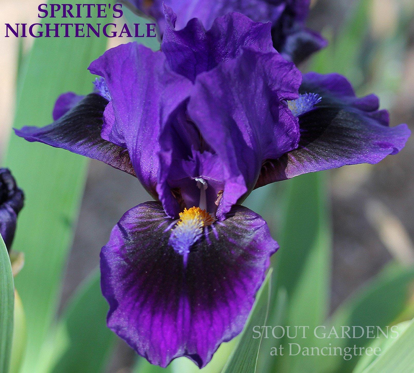 Standard Dwarf Bearded Iris (Iris 'Sprite's Nightingale') in the Irises ...