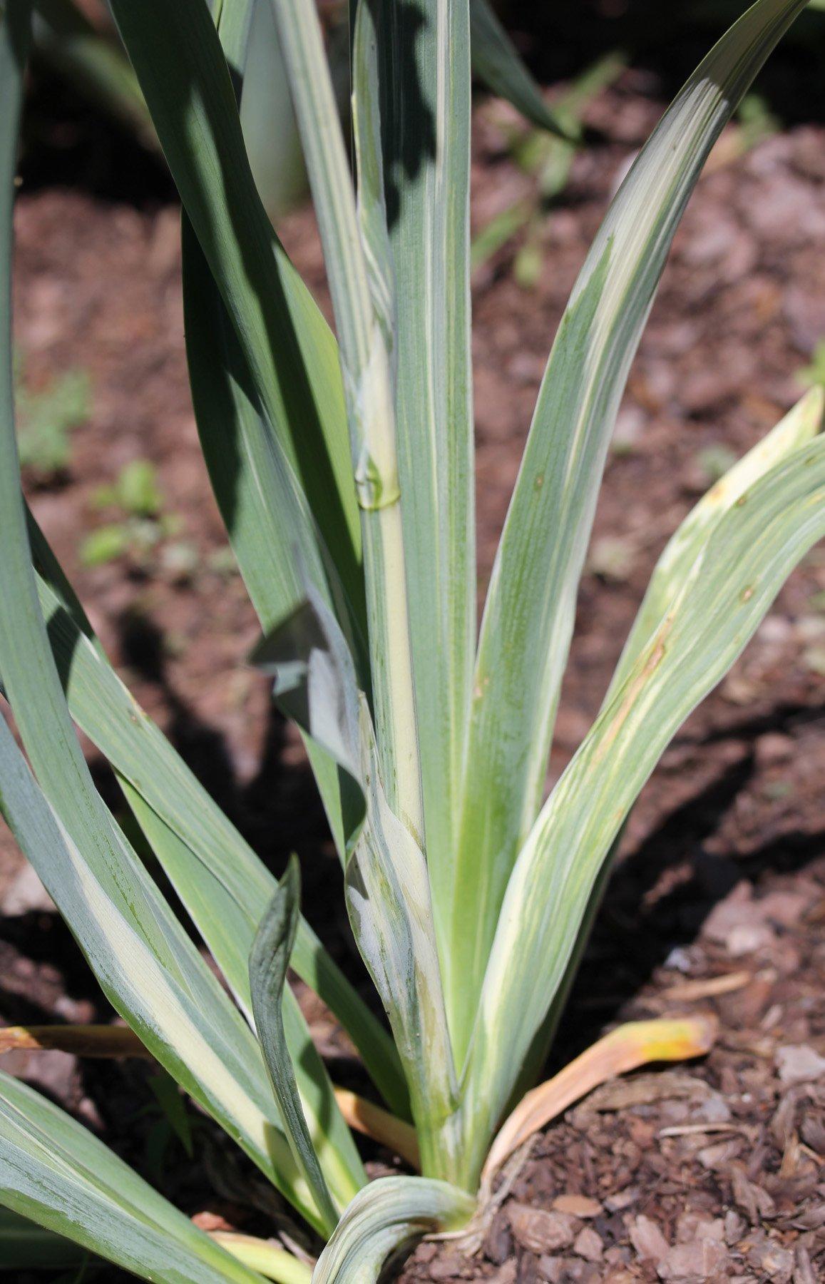 Photo of the leaves of Tall Bearded Iris (Iris 'Variegated Wonder ...