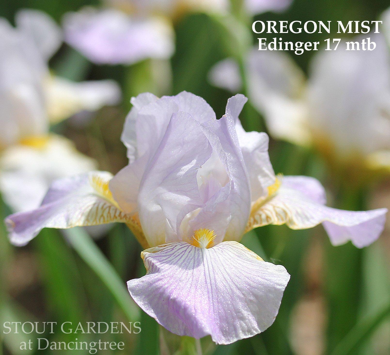 Miniature Tall Bearded Iris (Iris 'Oregon Mist') in the Irises Database ...