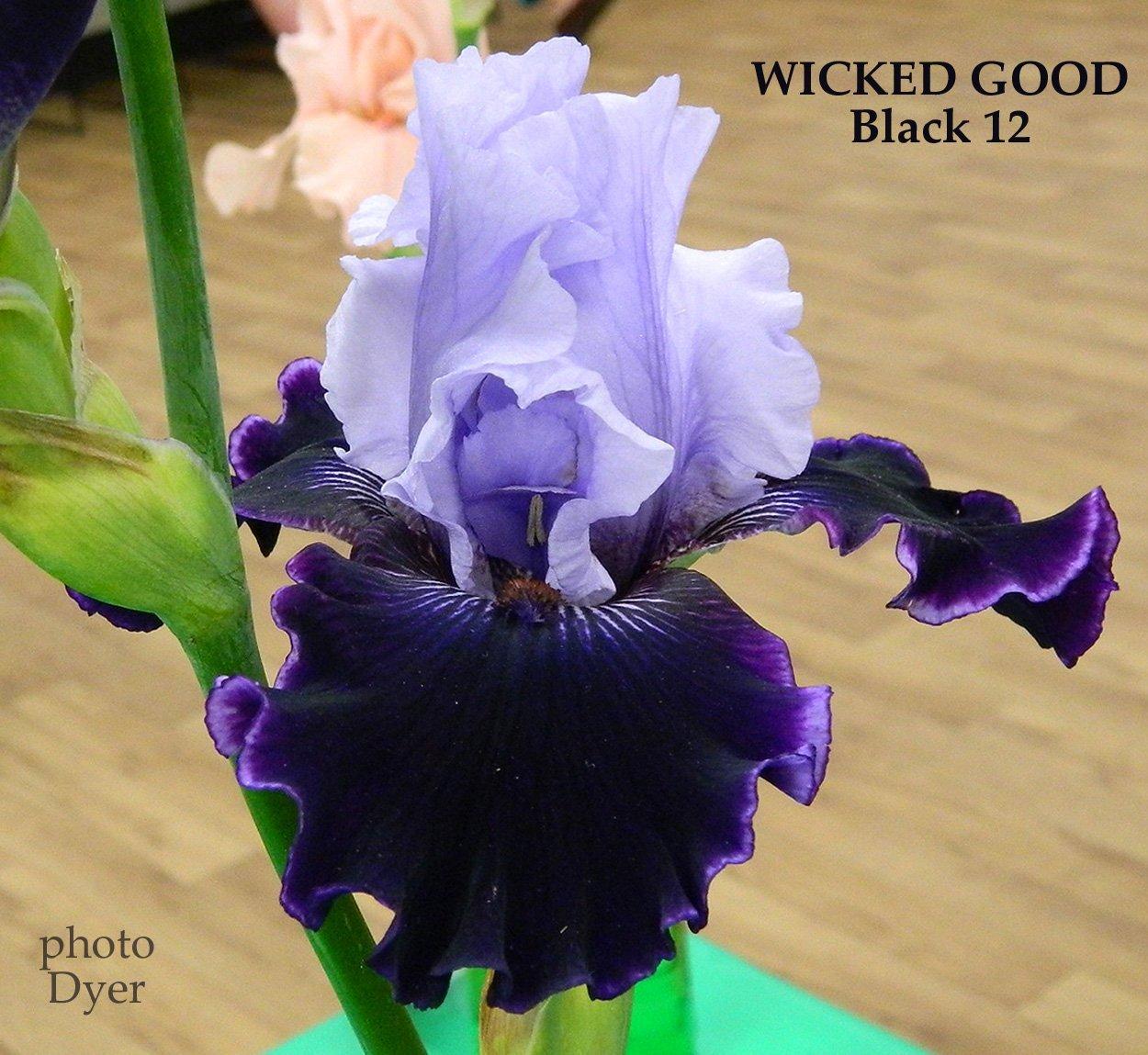 Photo of the bloom of Tall Bearded Iris (Iris 'Wicked Good') posted by ...
