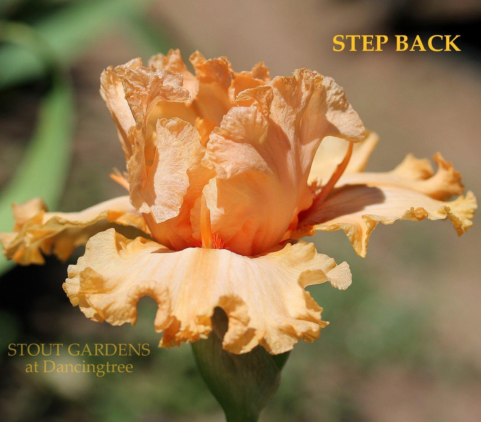 Tall Bearded Iris (Iris 'Step Back') in the Irises Database - Garden.org