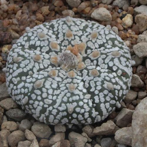 Silver Dollar Cactus (Astrophytum asterias 'Super Kabuto') - Garden.org