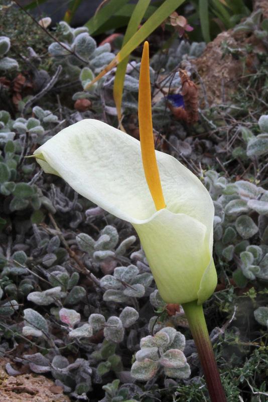 Arums: Plant Care and Collection of Varieties - Garden.org