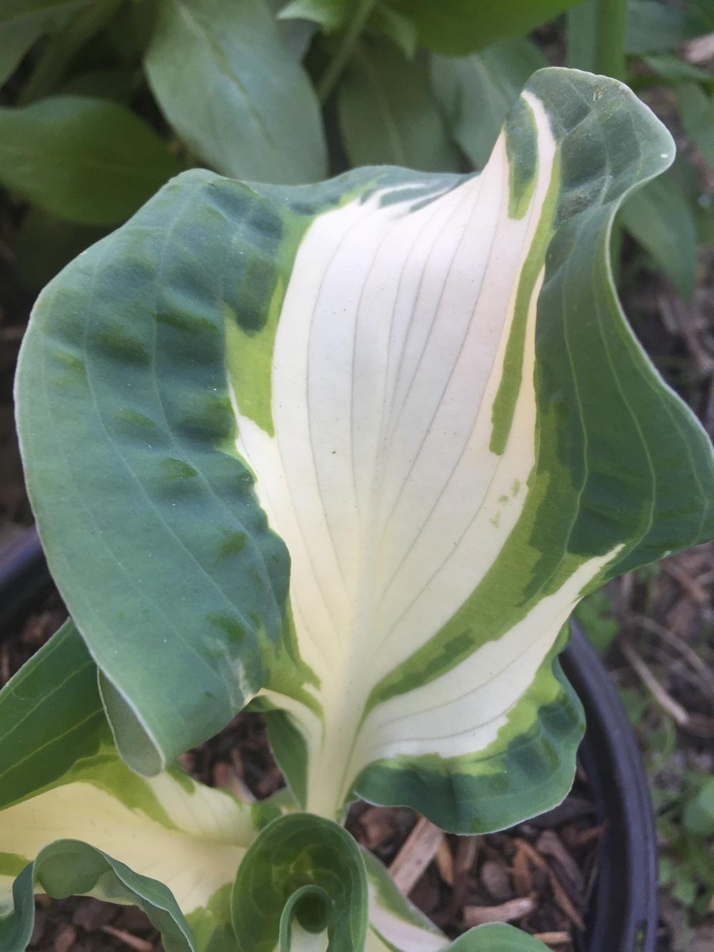 Hosta 'Hans' in the Hostas Database - Garden.org