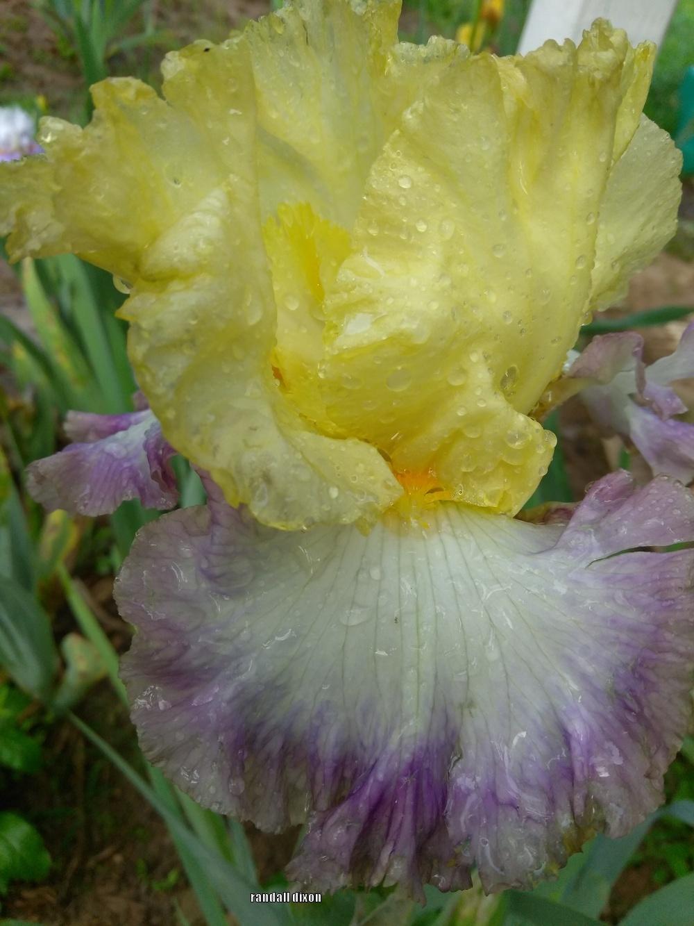 2018 iris crosses in the Irises forum - Garden.org