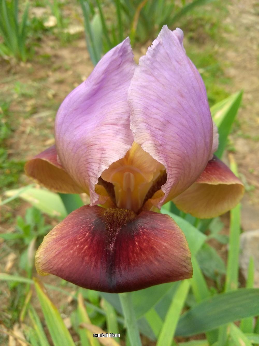 2018 iris crosses in the Irises forum - Garden.org