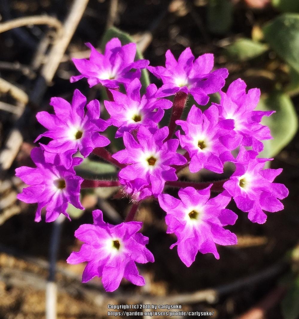 Beach Sand Verbena (Abronia umbellata subsp. umbellata) - Garden.org