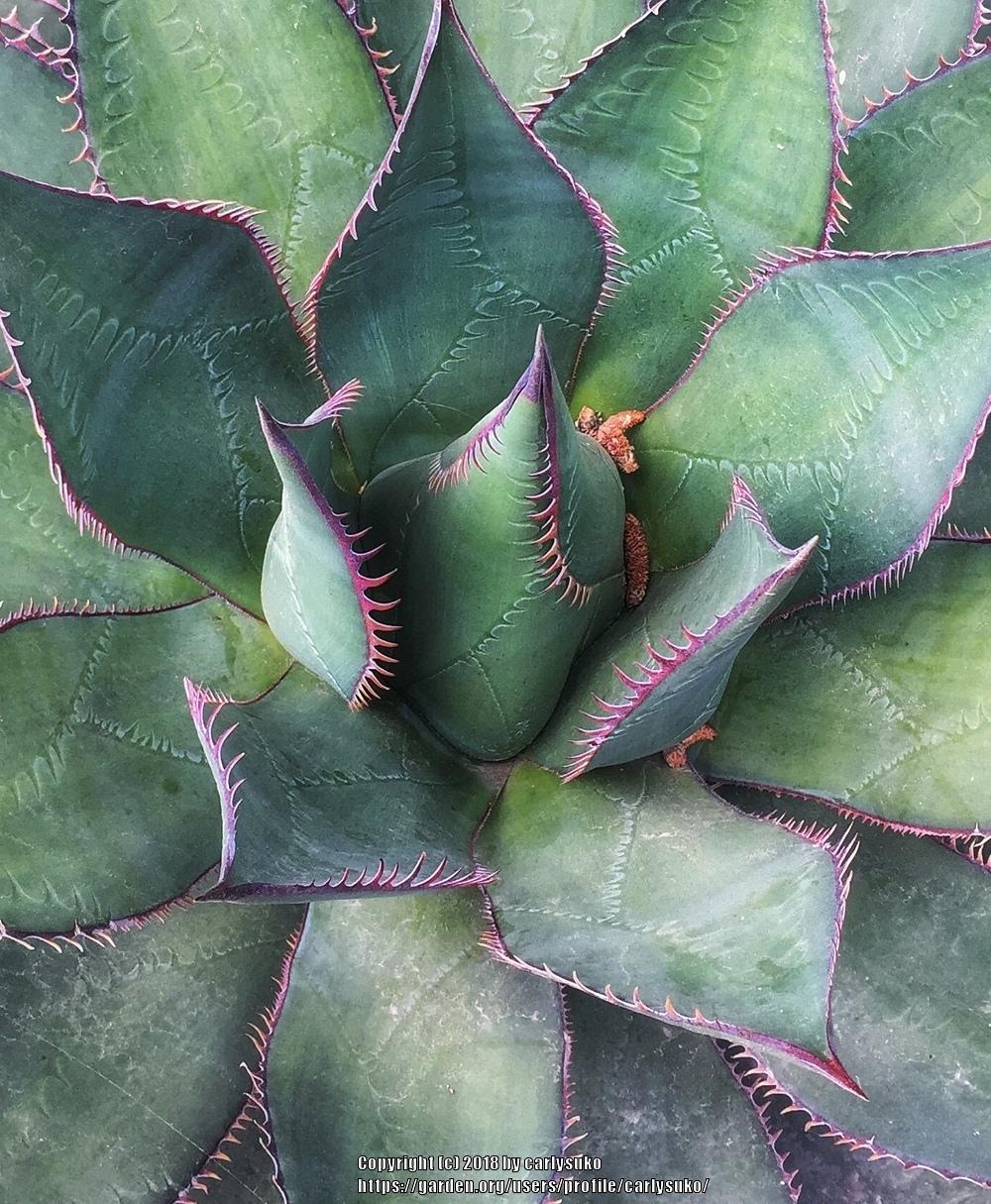 Photo of the leaves of Shaw's Agave (Agave shawii subsp. shawii) posted ...